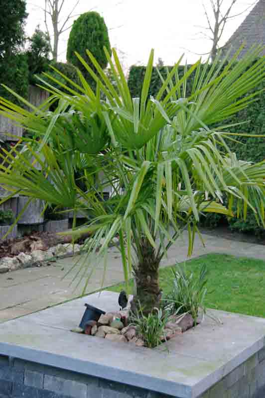 Palmbomen Nederlands klimaat onderhoud snoeien vorst planten verzorgen ...